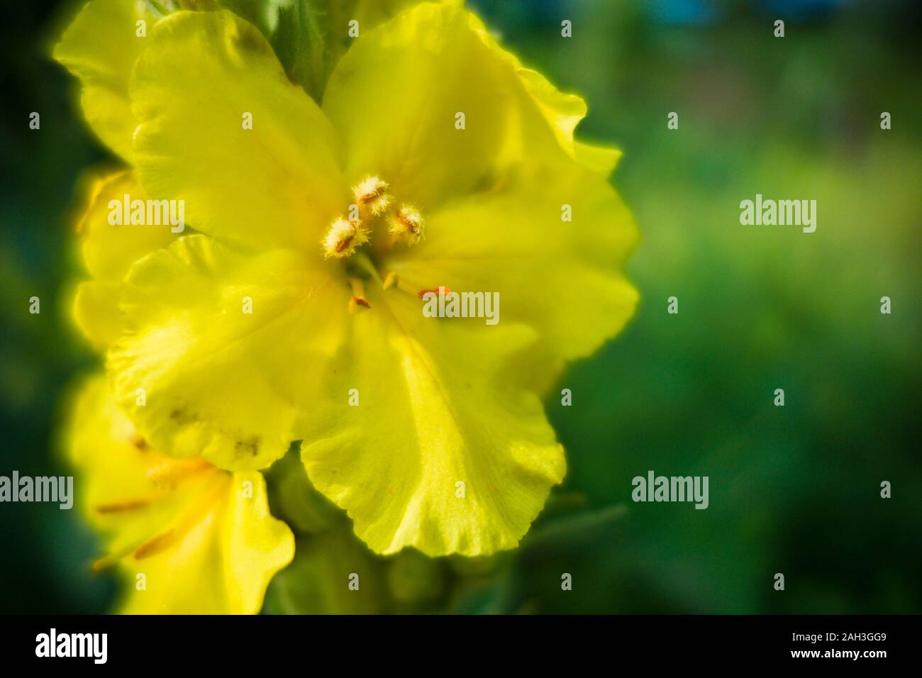 Great mullein common hi-res stock photography and images - Alamy