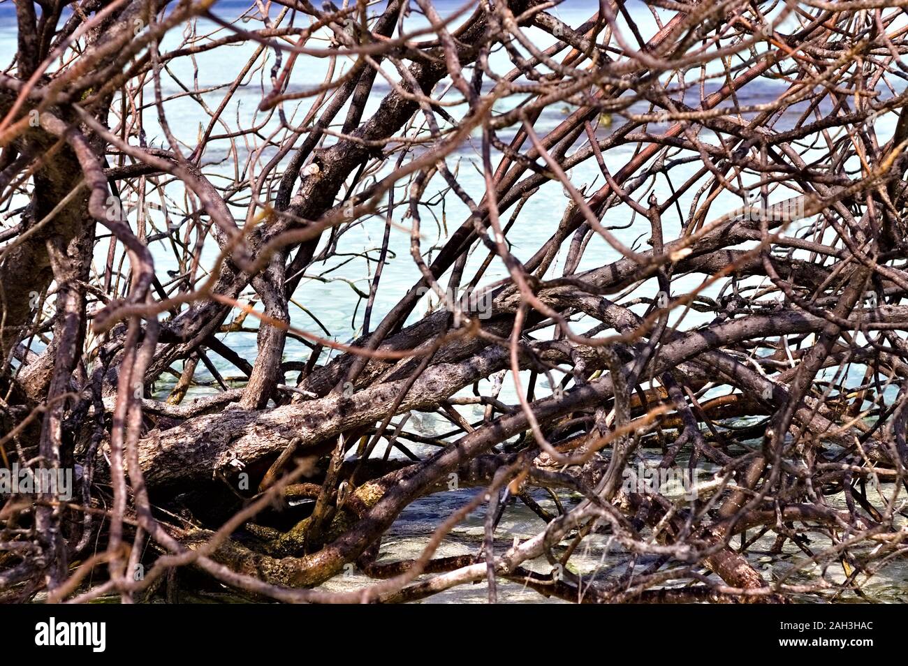Tangle of branches of a plant in a tropical island (maldives, Ari Atoll ...