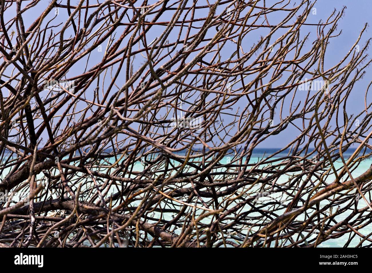 Tangle of branches of a plant in a tropical island (maldives, Ari Atoll ...