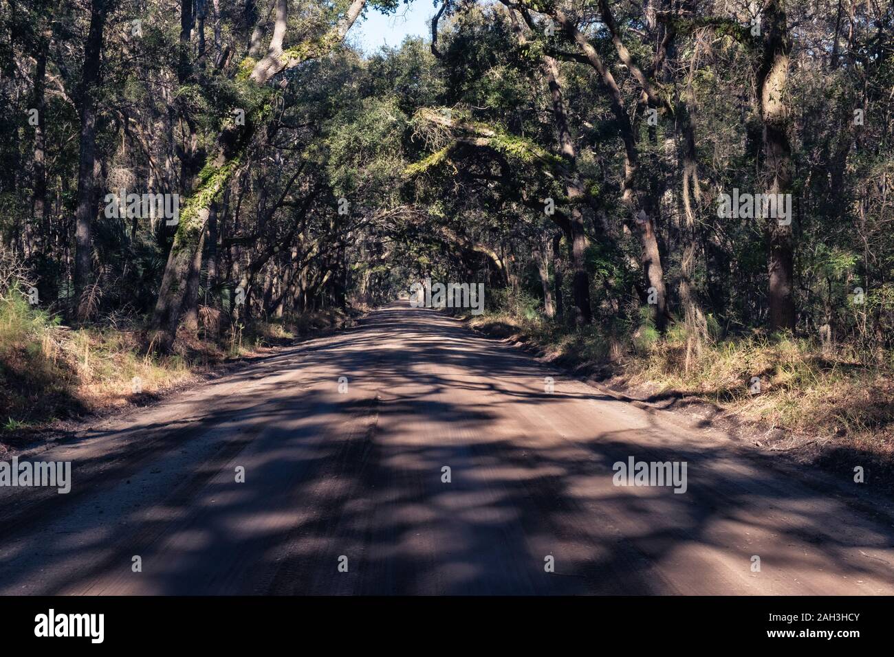 Trees tunnel at sunny day, Botany Bay, South Carolina, USA Stock Photo ...