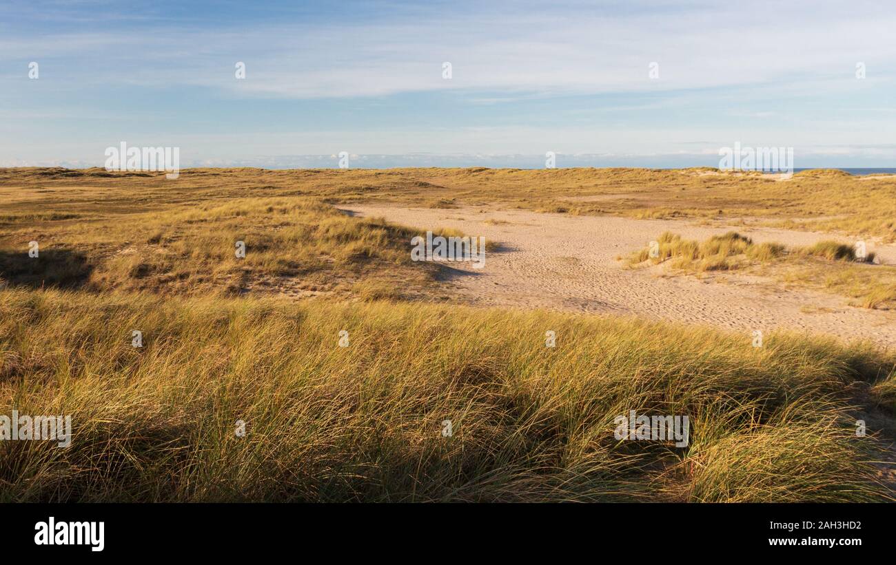 panoramic view of a beach with marram grass a protected landscape at ...