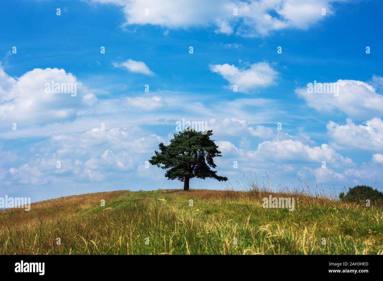 Tree on the top of small green hill with blue sky Stock Photo - Alamy