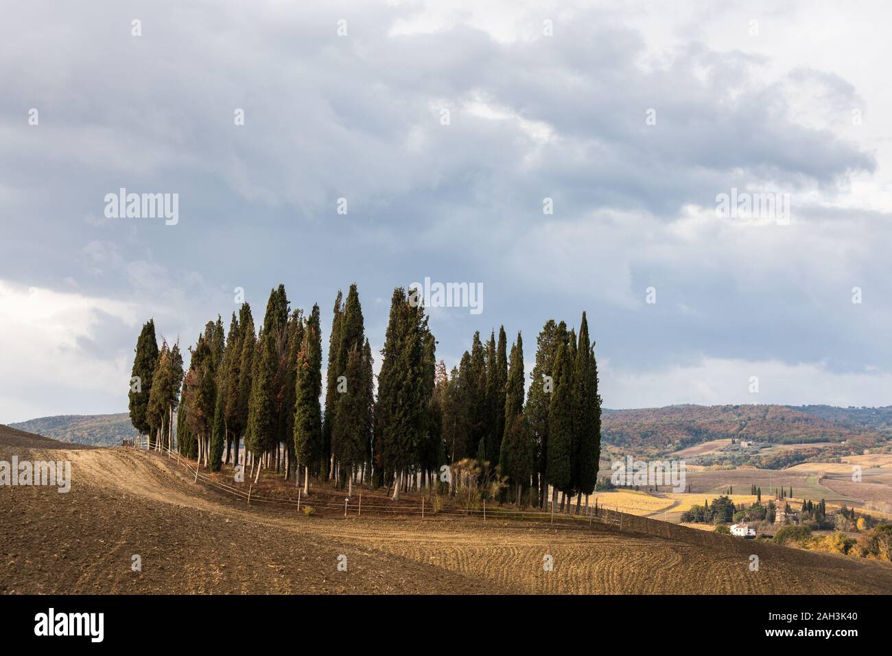 Group of cypresses in tuscany hi-res stock photography and images - Alamy