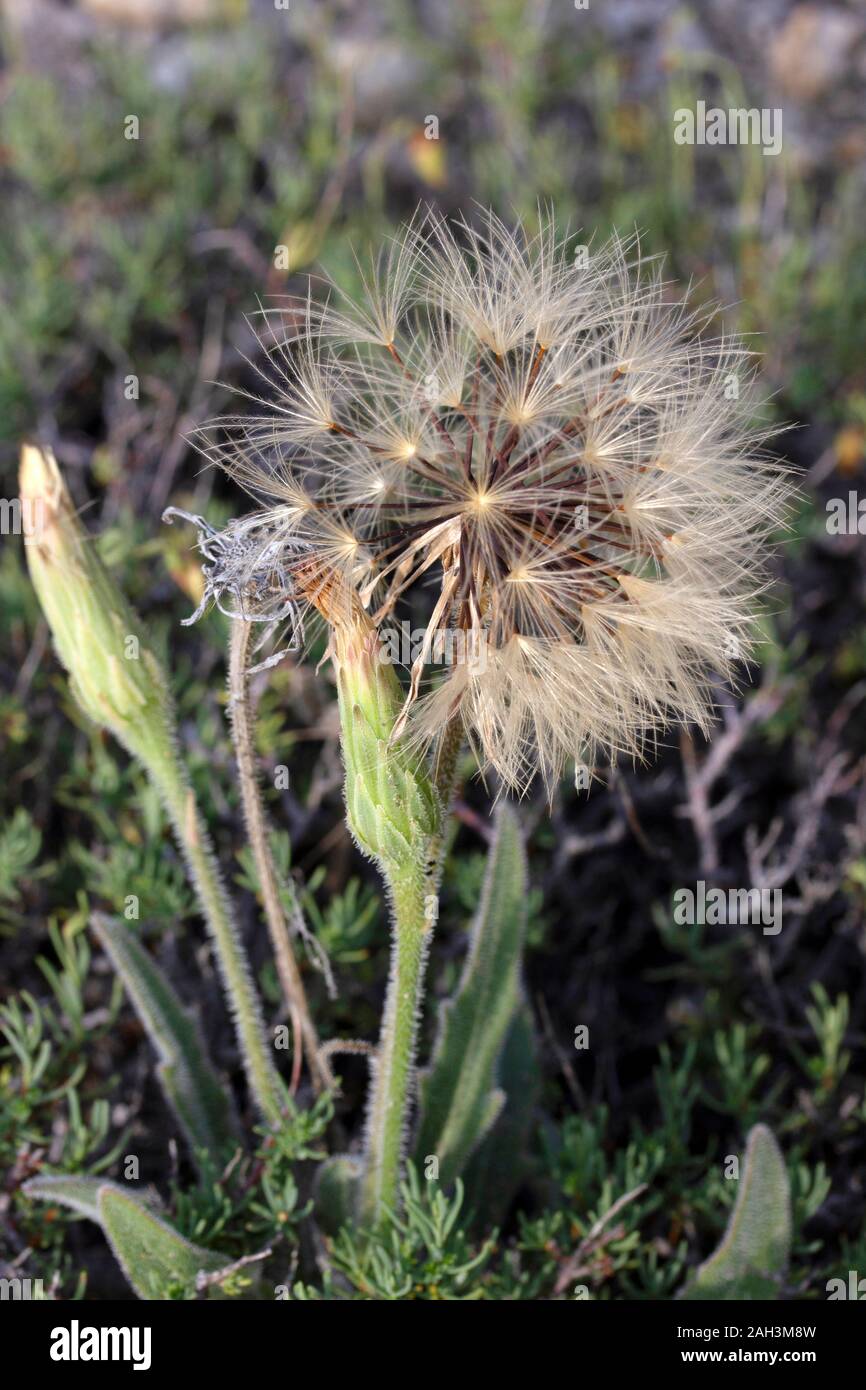 Luxuriant seeds hi-res stock photography and images - Alamy