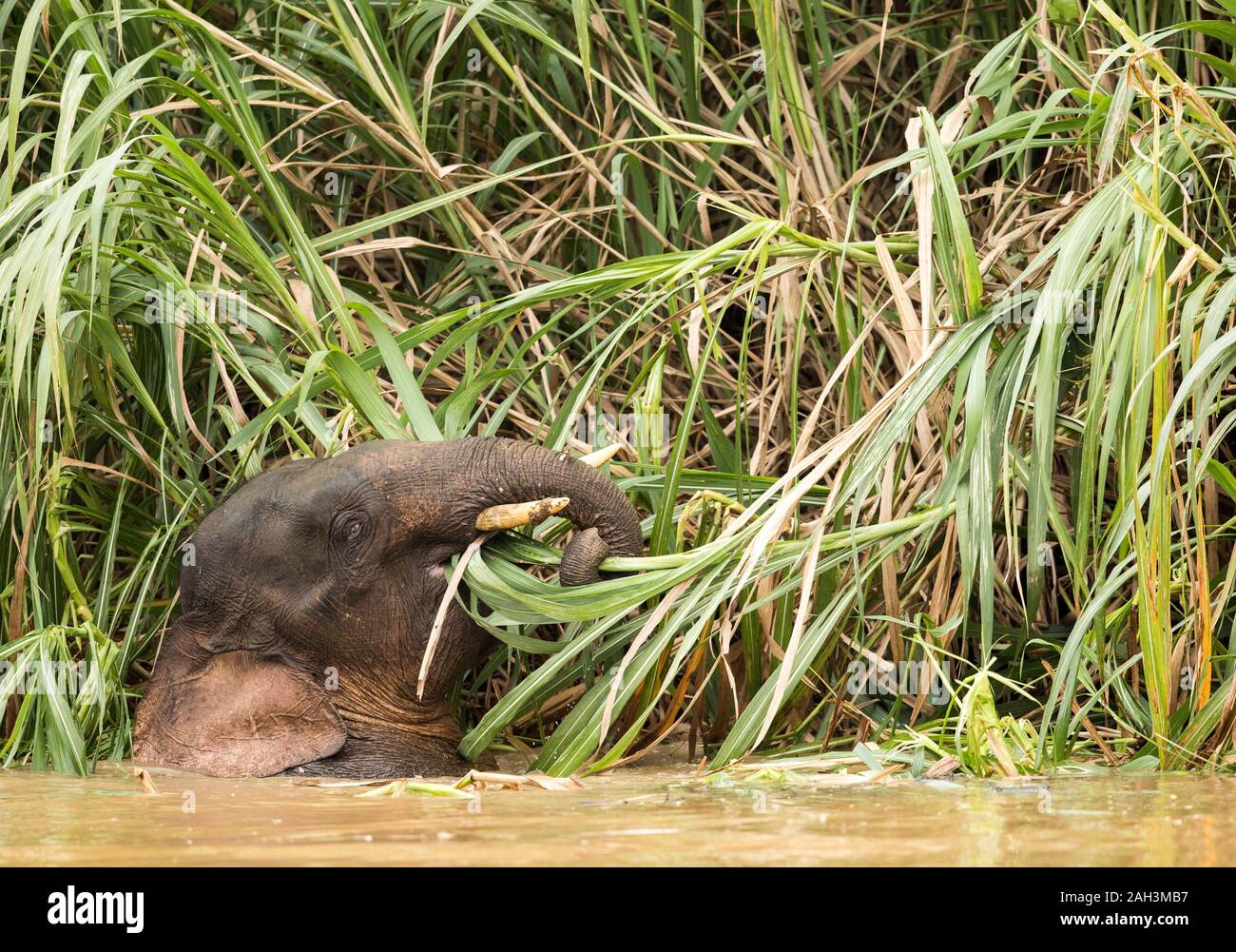 Borneo pygmy elephant feeding in and along the Kinbatangan River in the ...