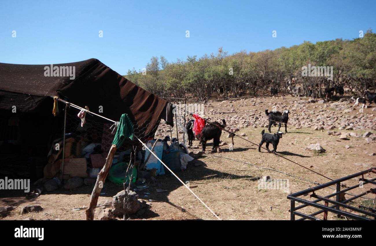 Goat and black tent, nomadic life Stock Photo - Alamy