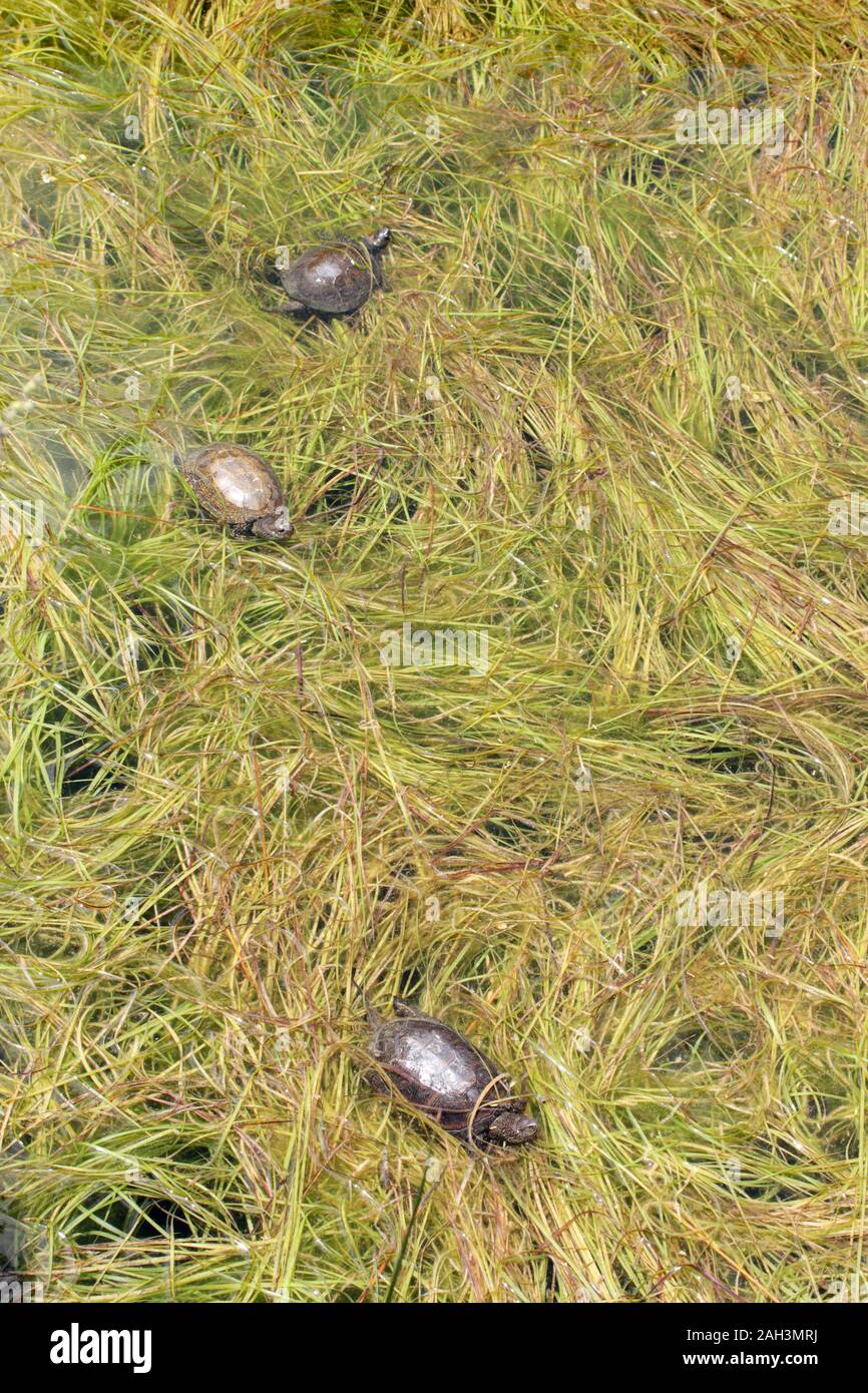 water turtles in the pool Stock Photo - Alamy