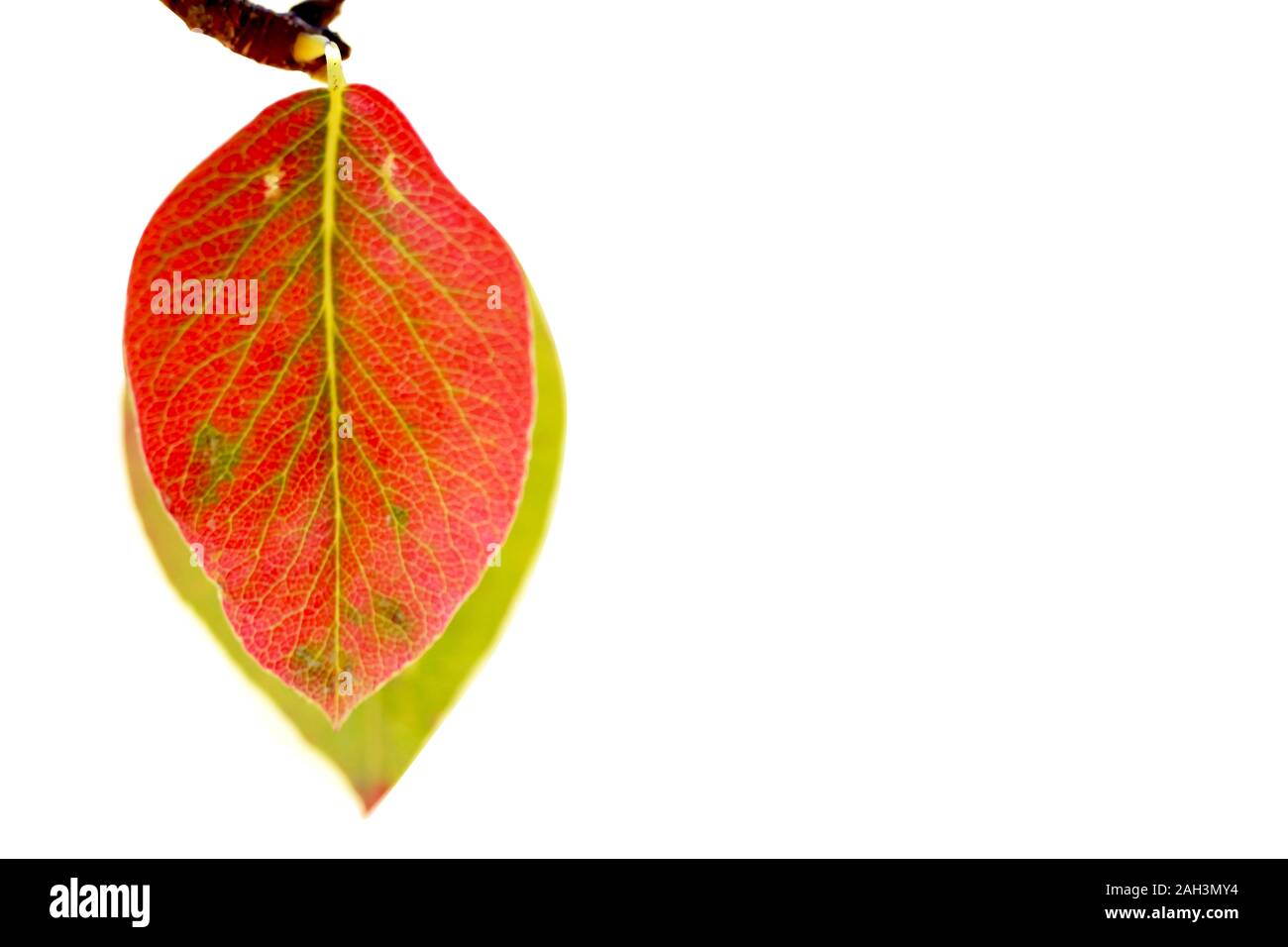 Pear tree cut out Cut Out Stock Images & Pictures - Alamy