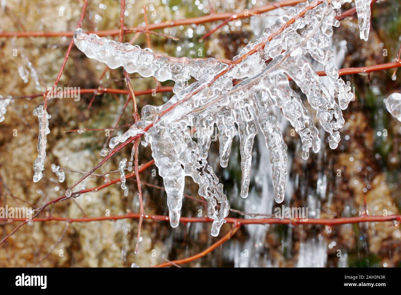 Icicles on a tree branch Stock Photo - Alamy