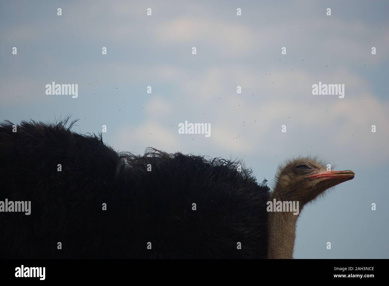 Ostrich side view gaze Stock Photo - Alamy