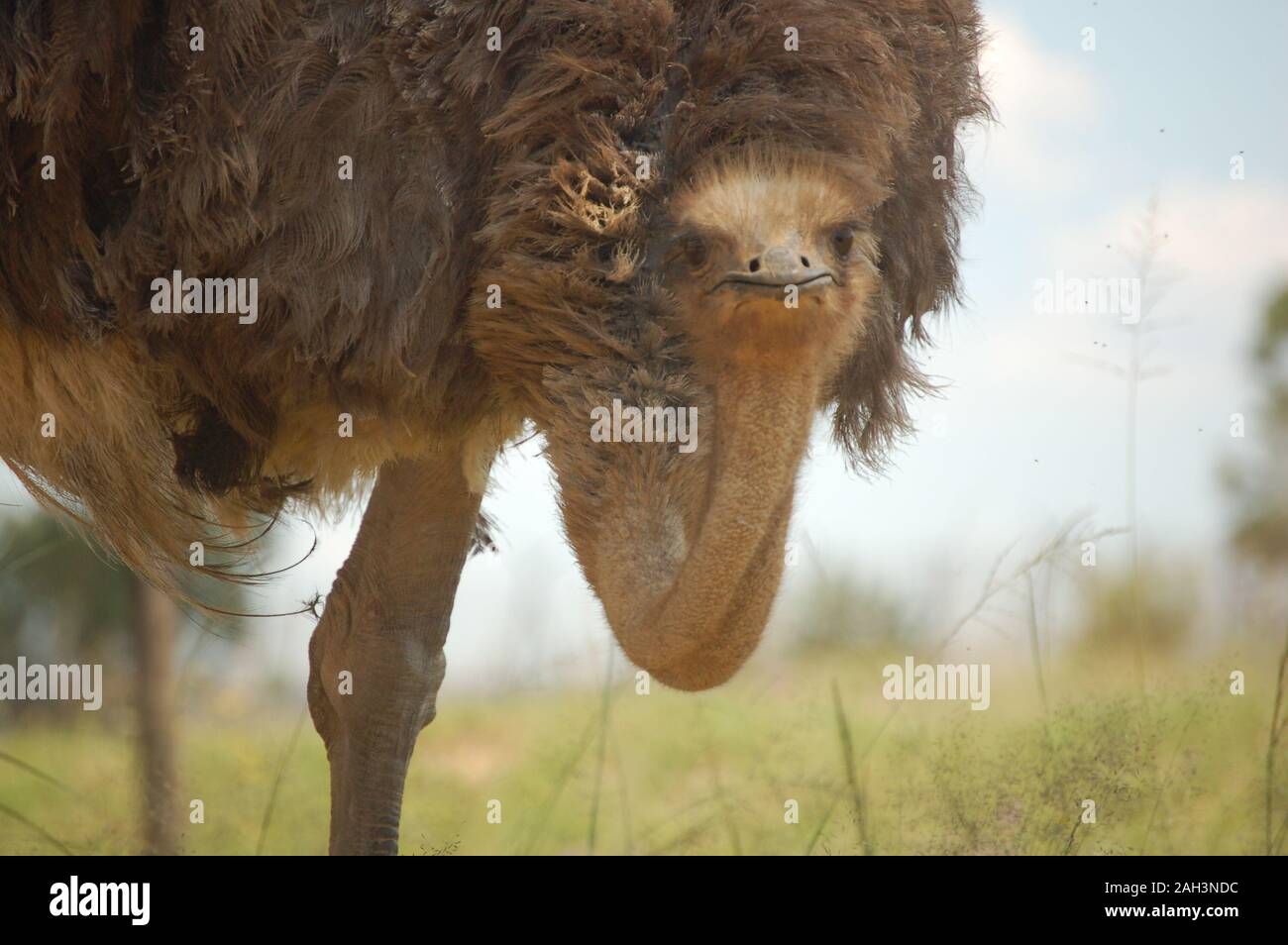 Ostrich bending down front view Stock Photo - Alamy