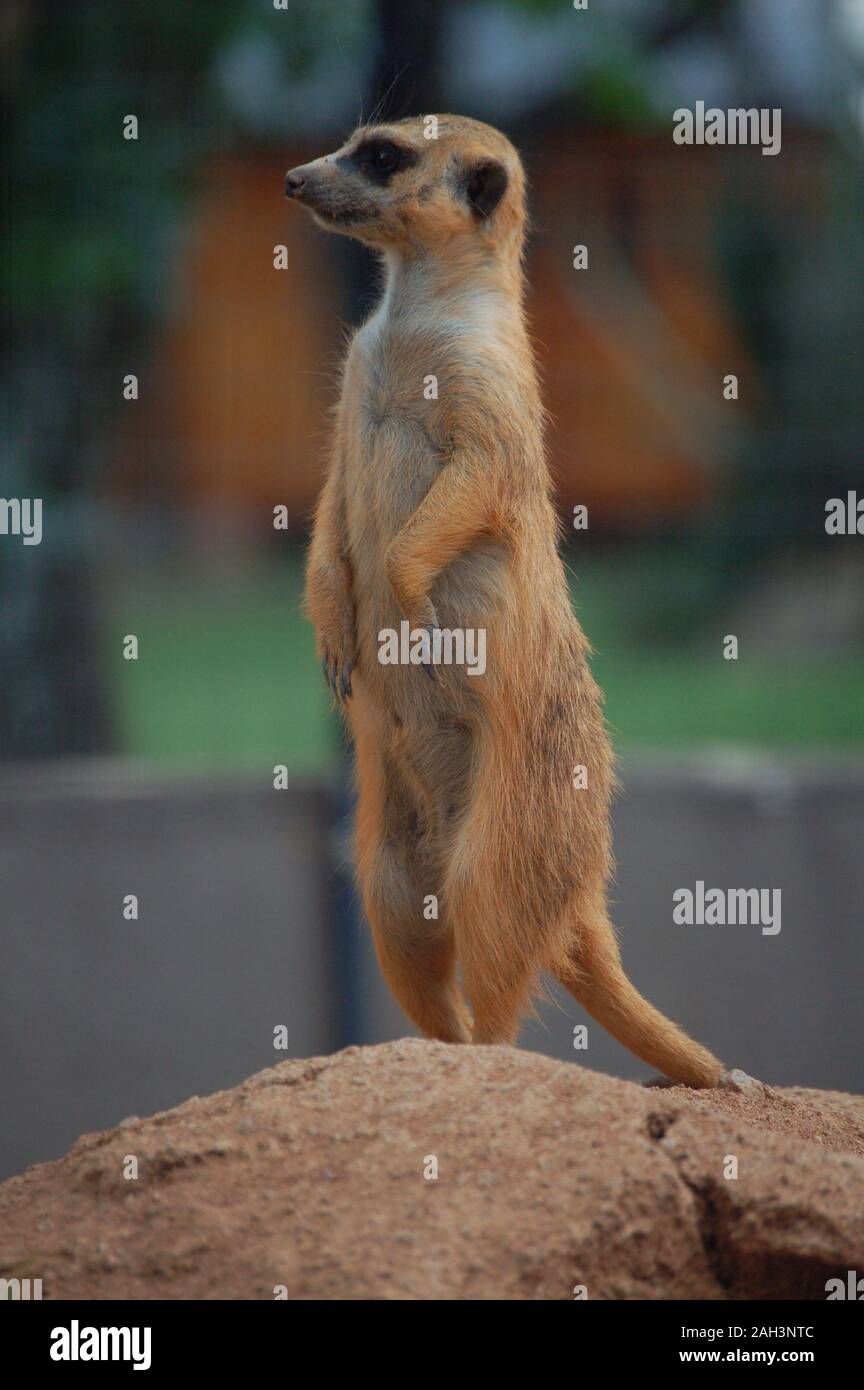 Cute meerkat standing up side view Stock Photo - Alamy