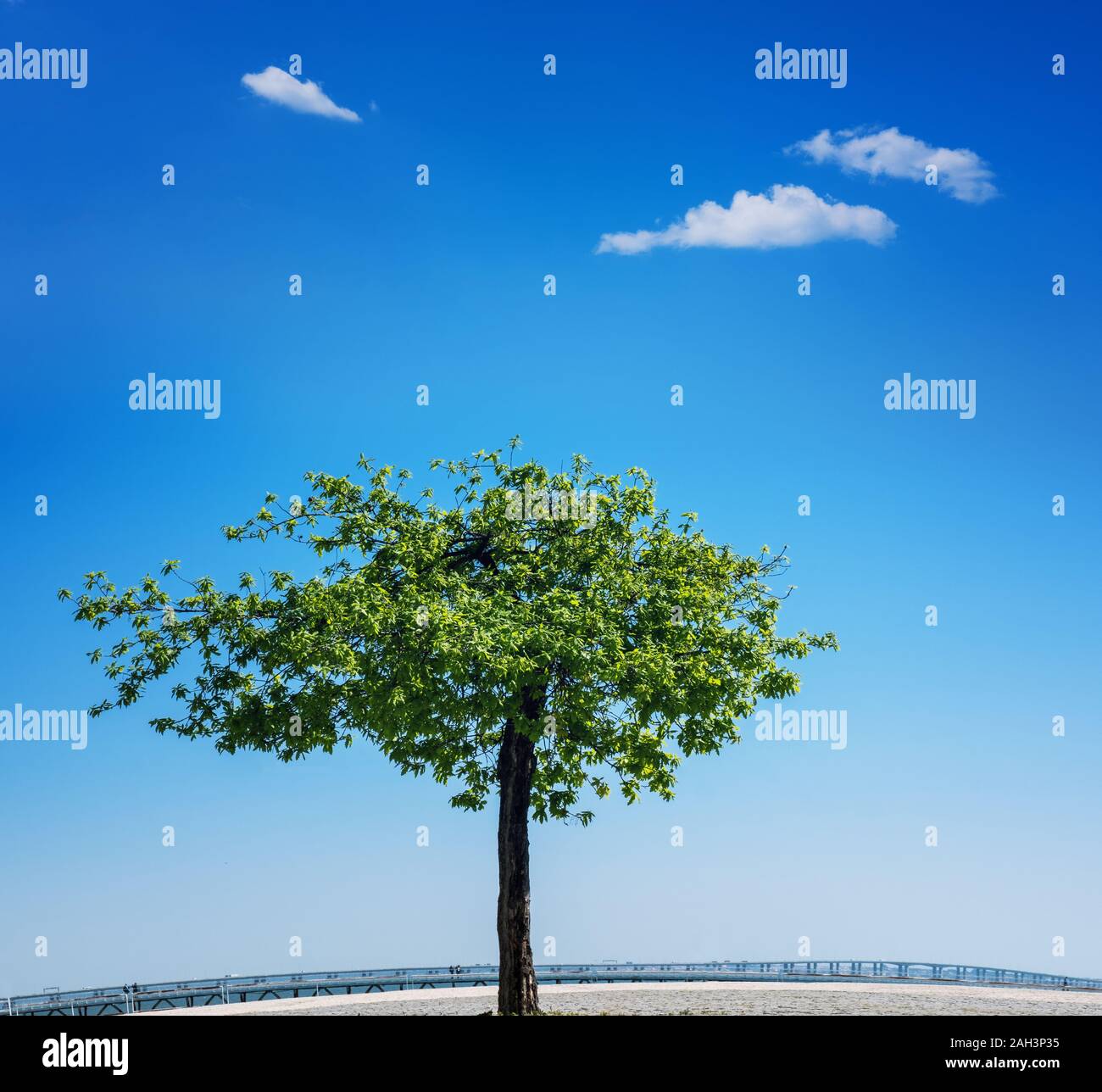 Lone green tree over blue cloudy sky background Stock Photo - Alamy