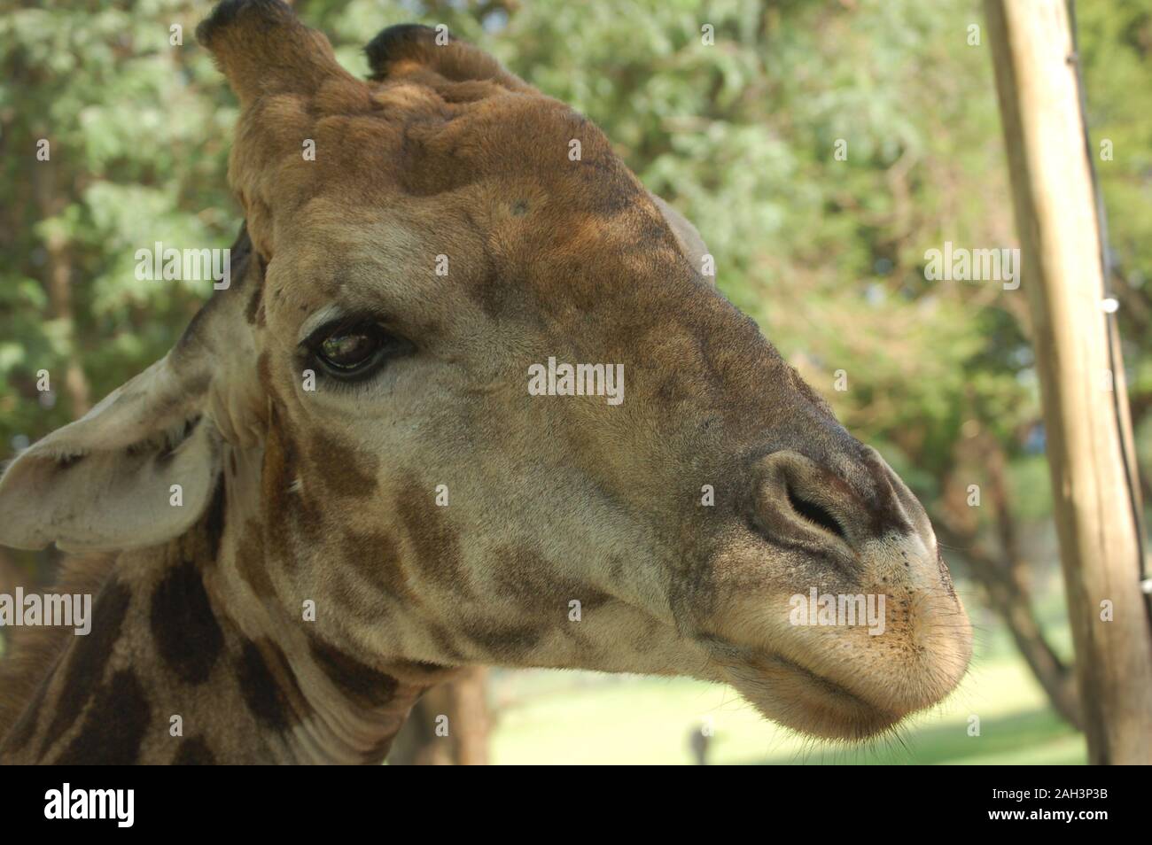 Giraffe face close up side view Stock Photo - Alamy
