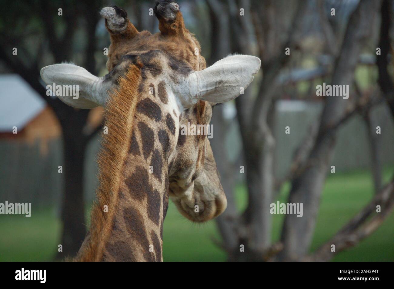 Back view of giraffe head hi-res stock photography and images - Alamy