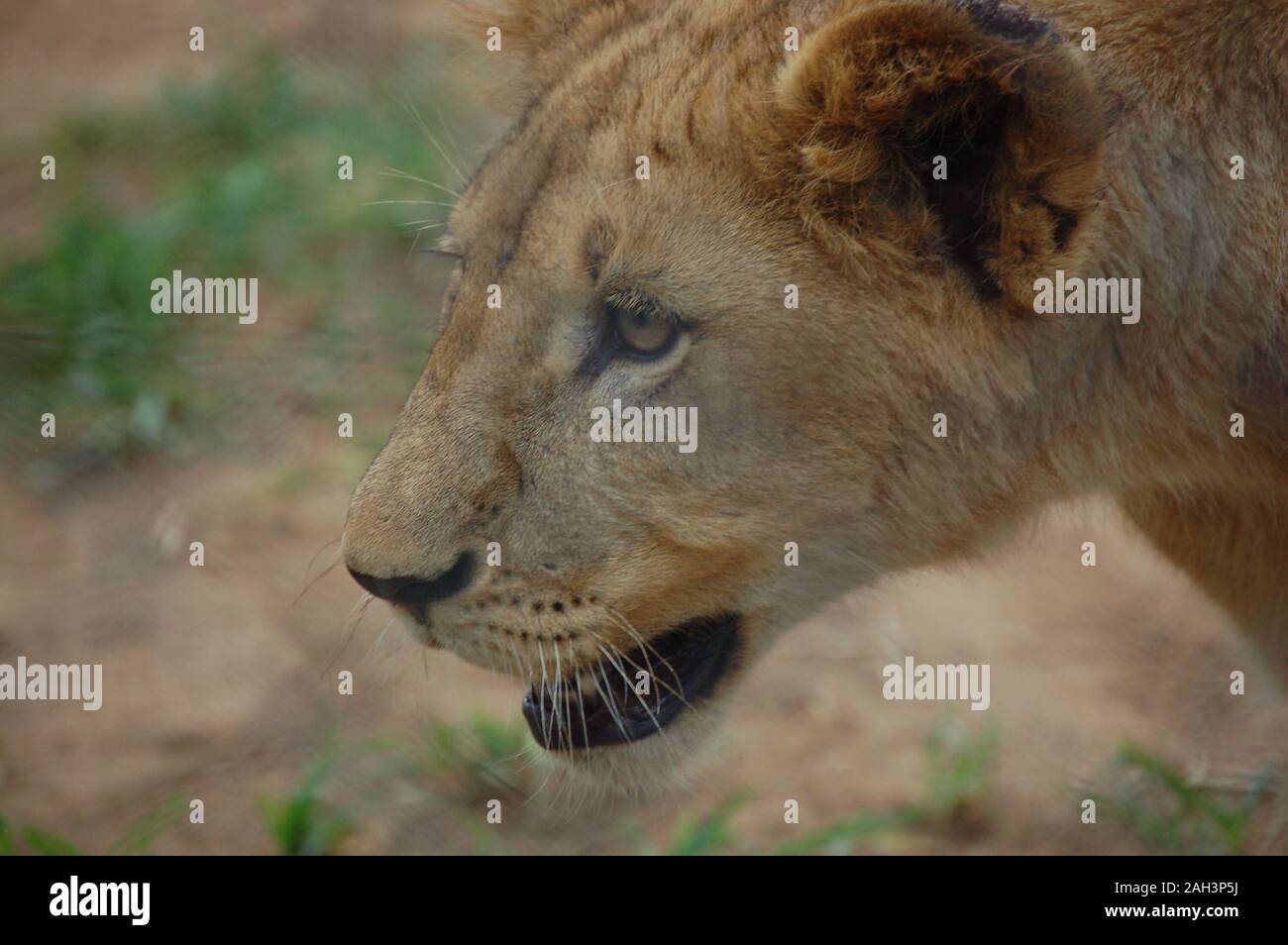 Close up of lion cub Stock Photo - Alamy