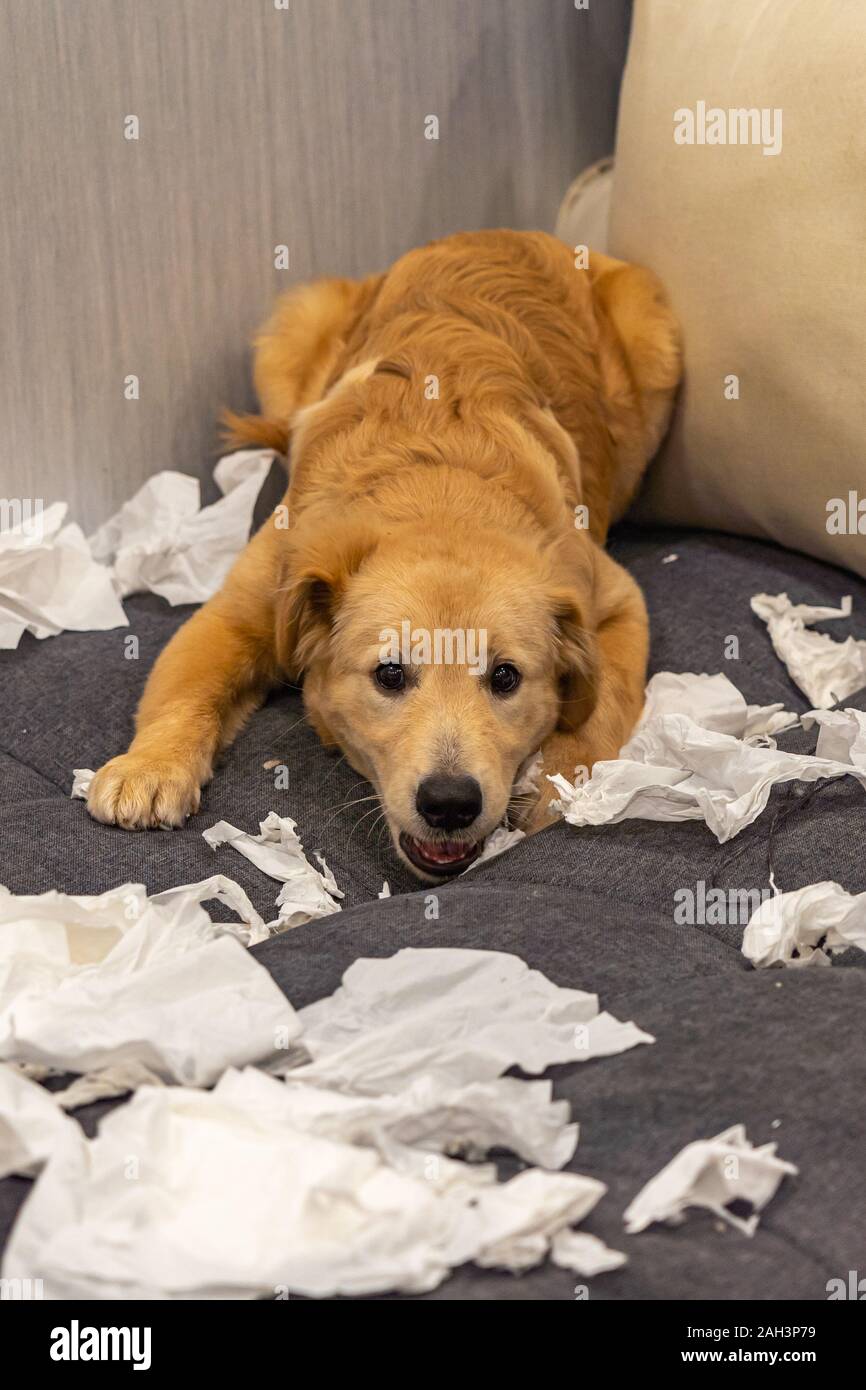 Toilet paper mess hi-res stock photography and images - Alamy