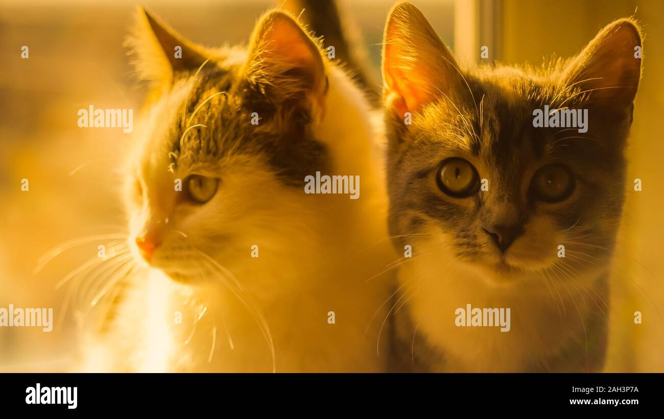 Two cute kittens together, close up faces Stock Photo - Alamy