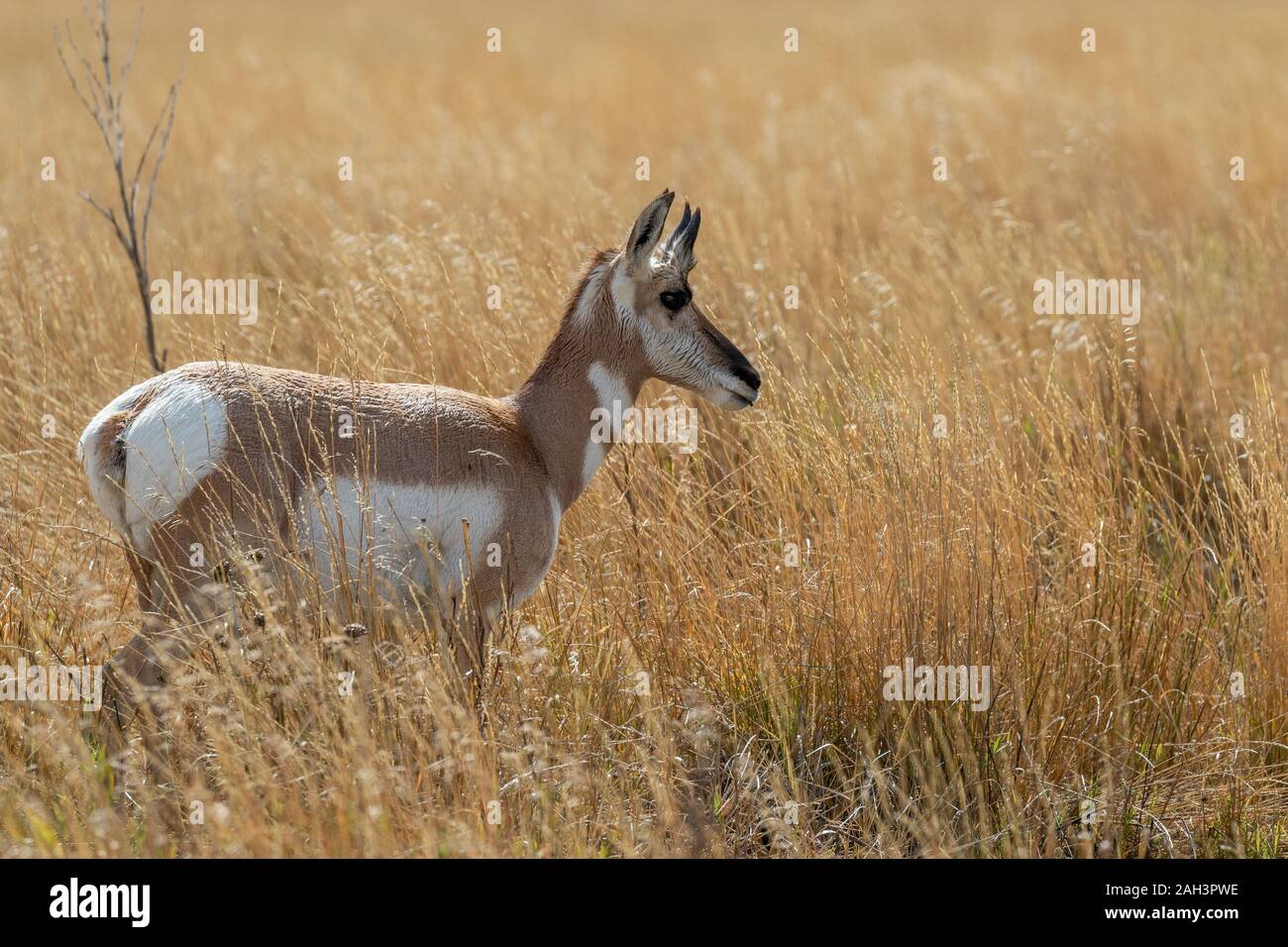 Pronghorn antelope doe hi-res stock photography and images - Alamy