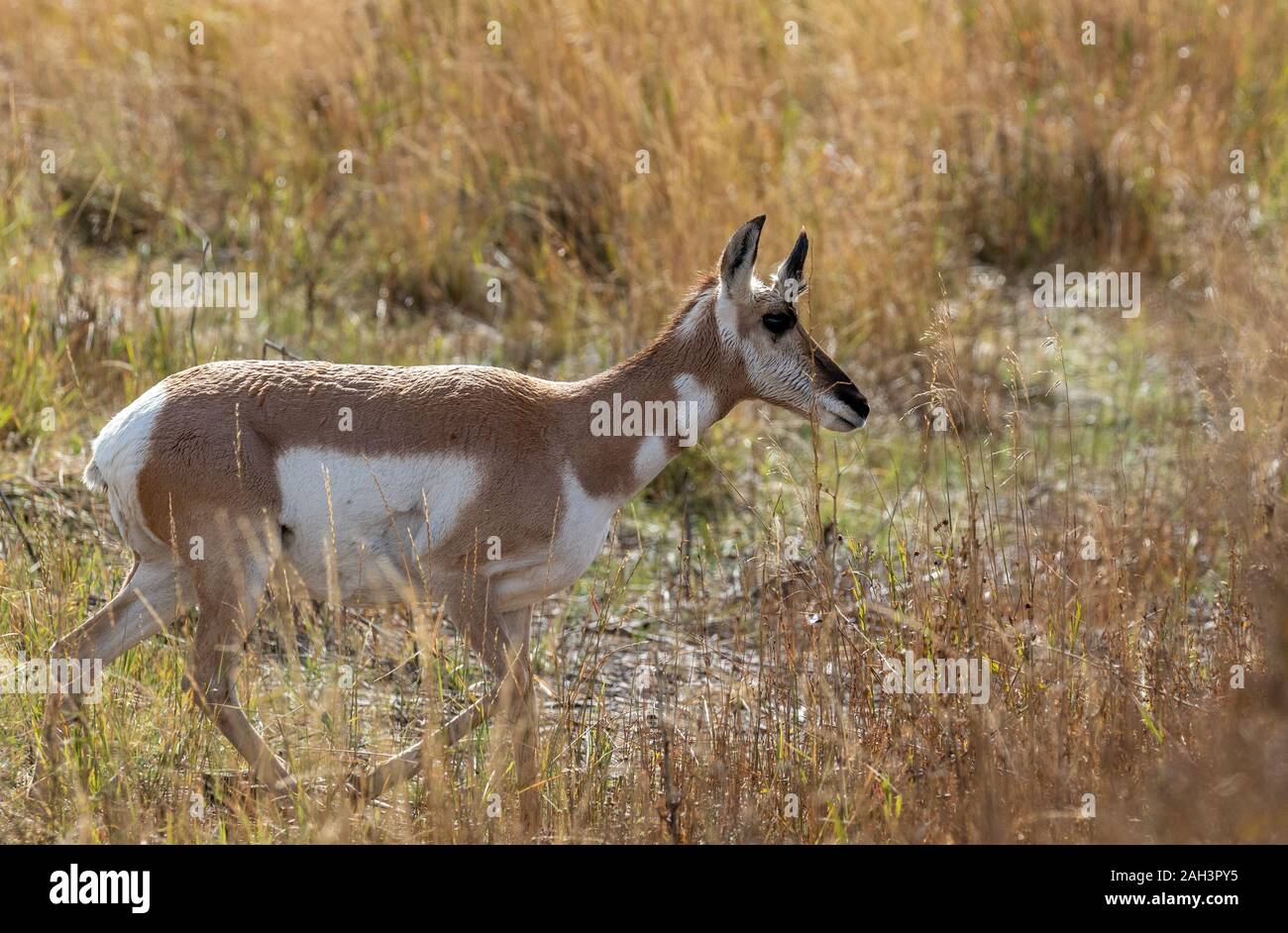 Antelope doe hi-res stock photography and images - Alamy