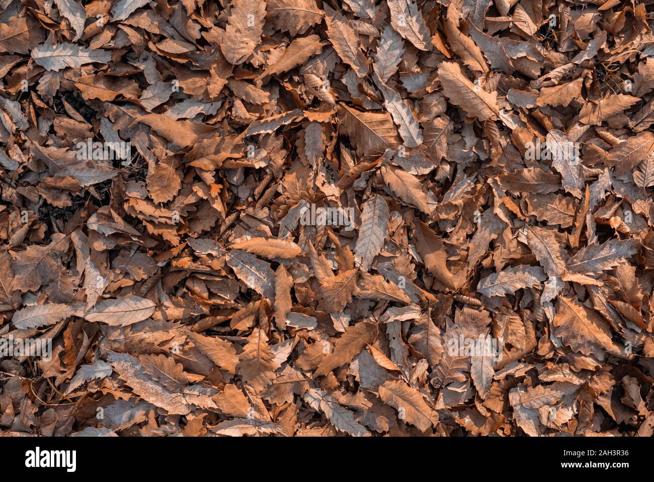 Oak leaf background hi-res stock photography and images - Alamy