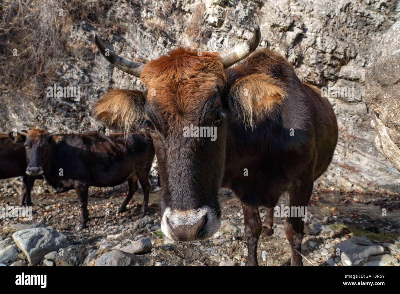 Cow head hi-res stock photography and images - Alamy