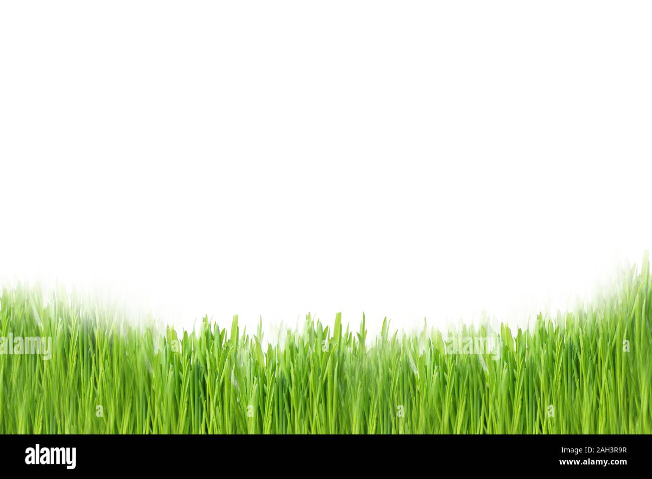 green grass at the bottom of the layout in a row close-up on a white ...