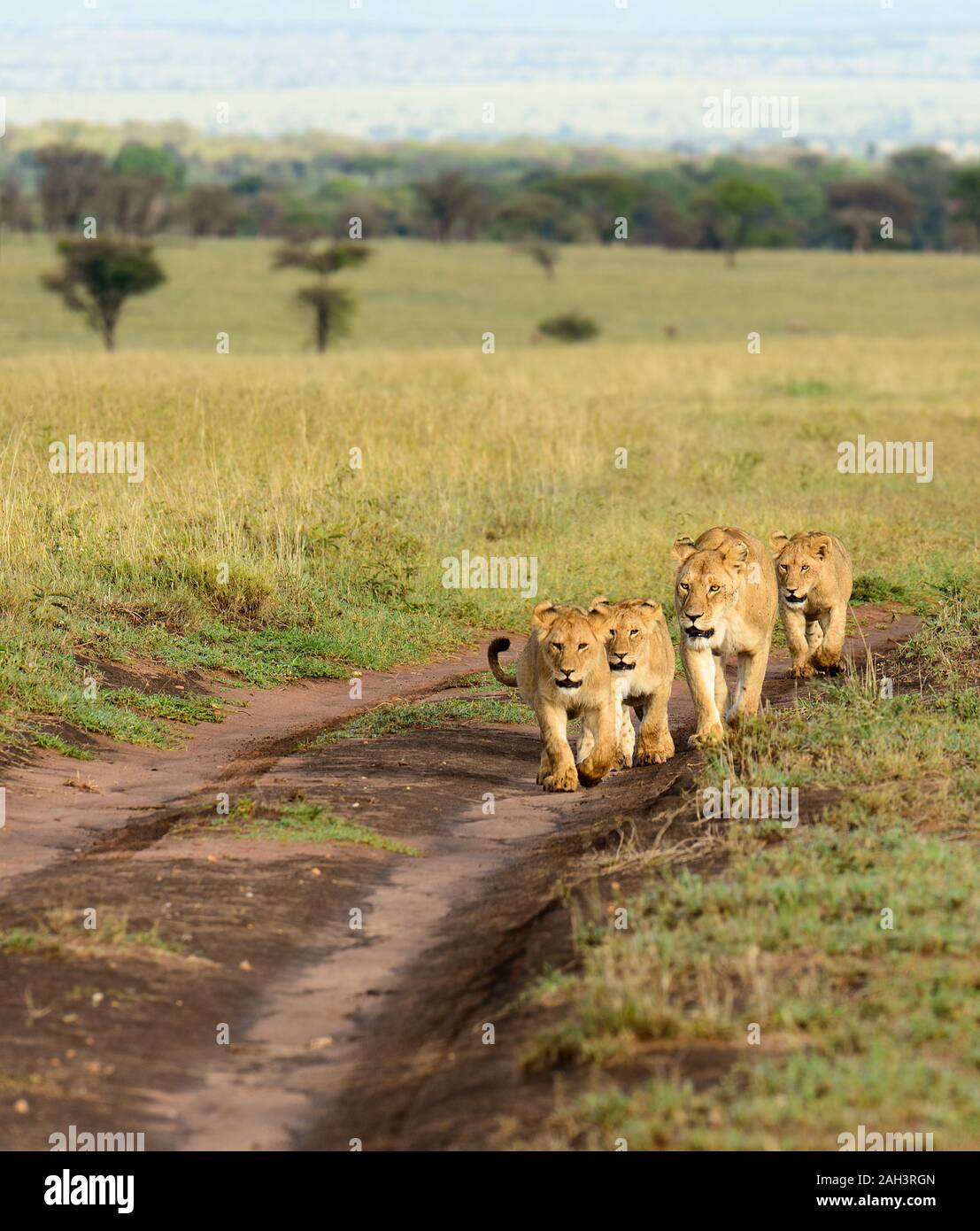 Lion pride (scientific name: Panthera leo, or "Simba" in Swaheli) in ...