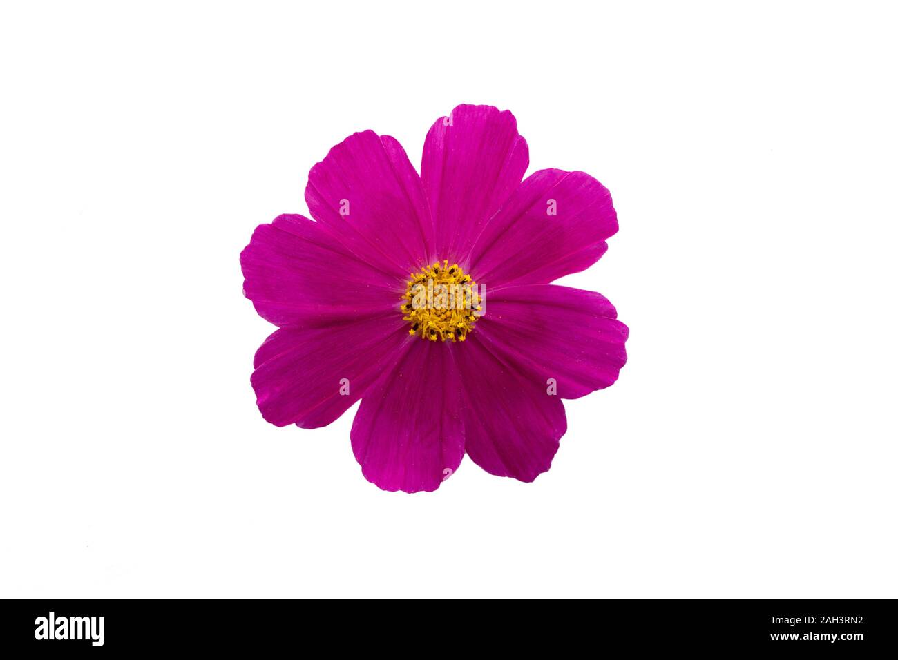 Ornamental fuchsia pink garden plant Cosmos bipinnatus close-up macro ...