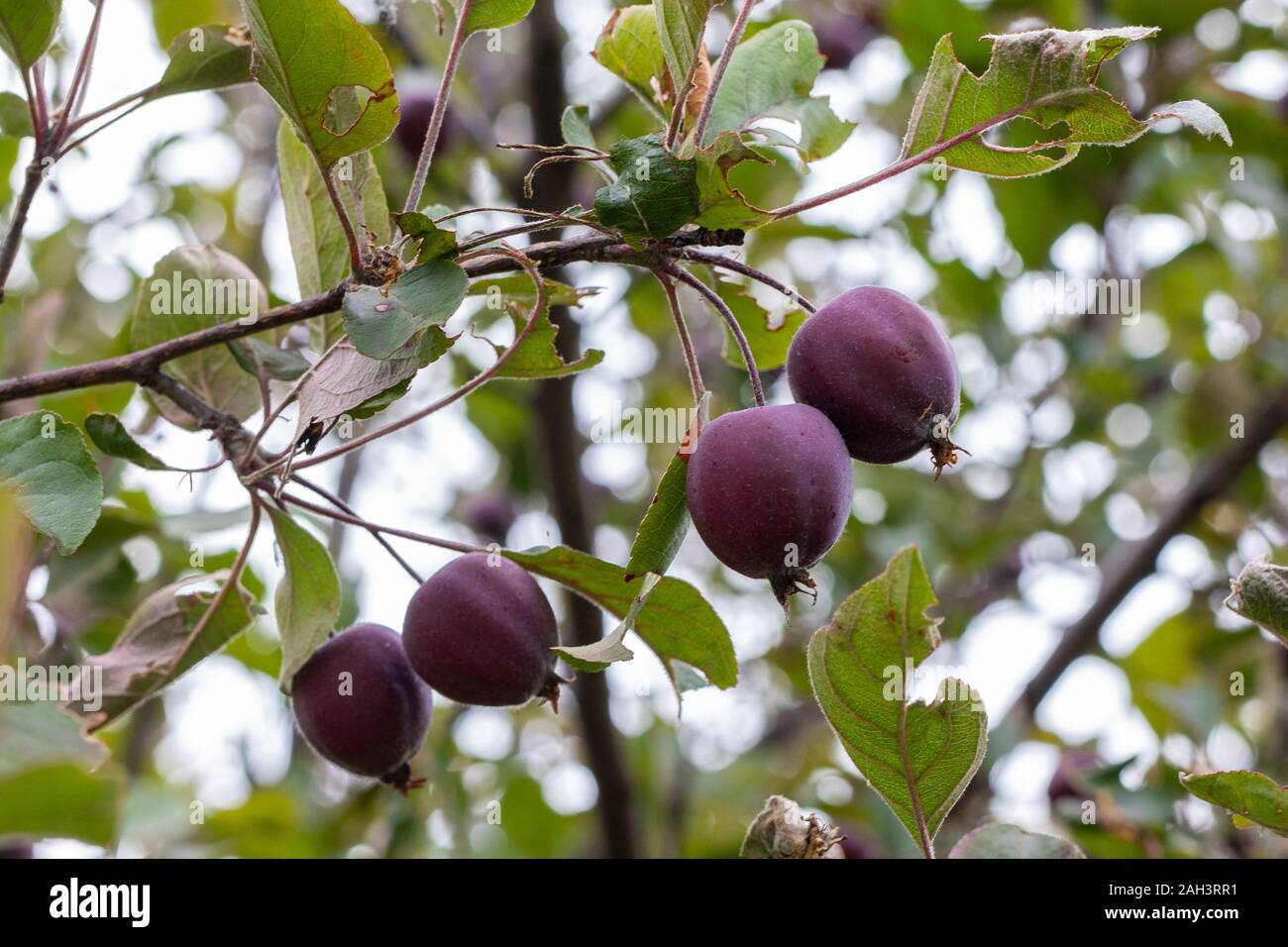 Apple tree with purple apples on the branches Stock Photo - Alamy