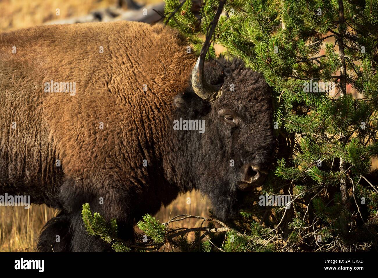 Lone bison rubbing his head on pine tree in Yellowstone NP Stock Photo ...