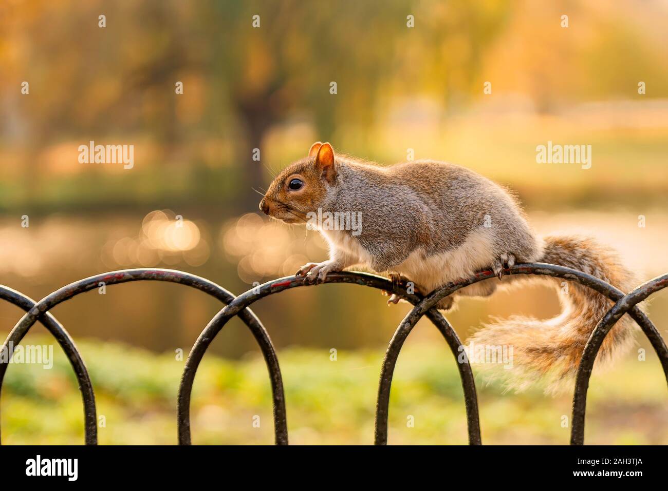 Squirrel in St James Park, London. Cute little animals. You can feed ...
