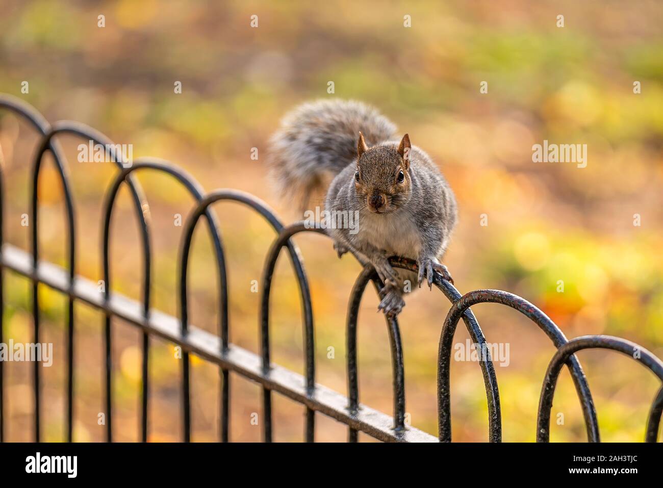Squirrel in St James Park, London. Cute little animals. You can feed ...
