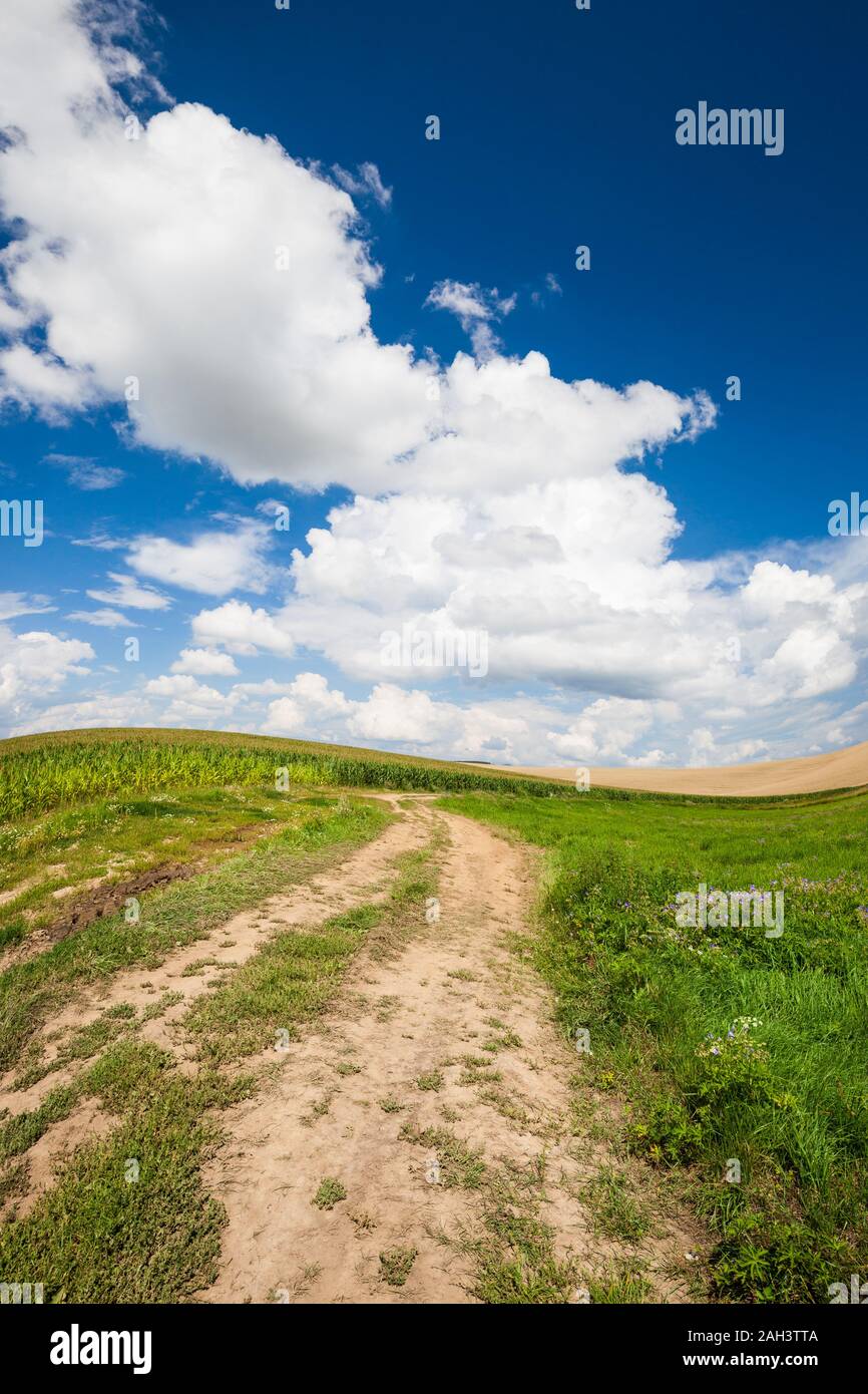 Empty countryside road through fields with wheat and green grass Stock ...