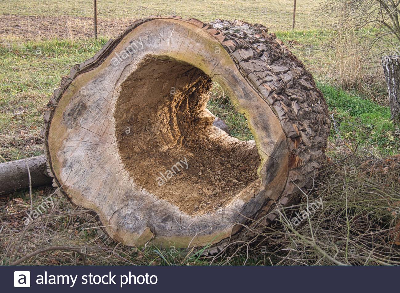 Hollow Tree Trunk High Resolution Stock Photography and Images - Alamy