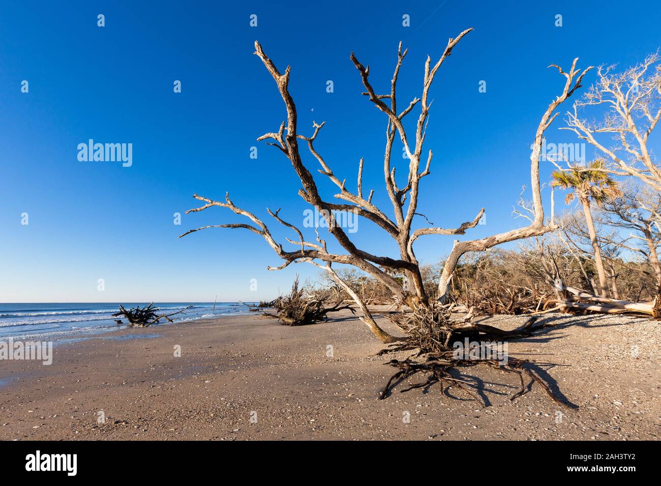 Botany Bay beach, Edisto Island, South Carolina, USA Stock Photo - Alamy