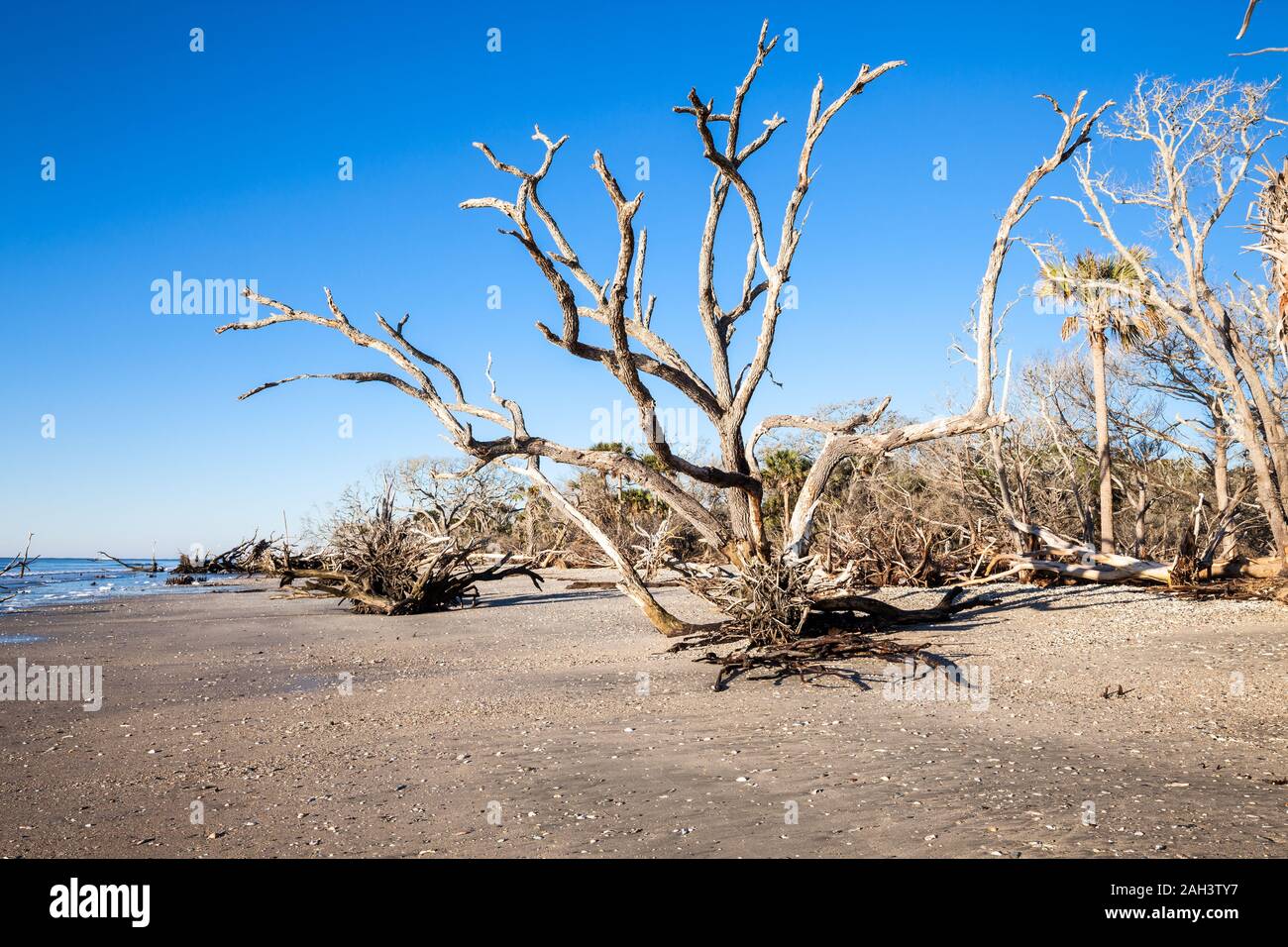Botany Bay beach, Edisto Island, South Carolina, USA Stock Photo - Alamy