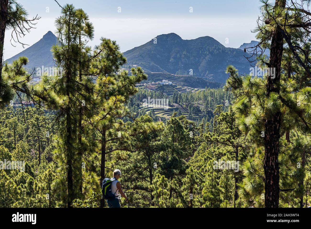 Walkers pass through the Pinus canariensis, Canarian pine trees in the ...