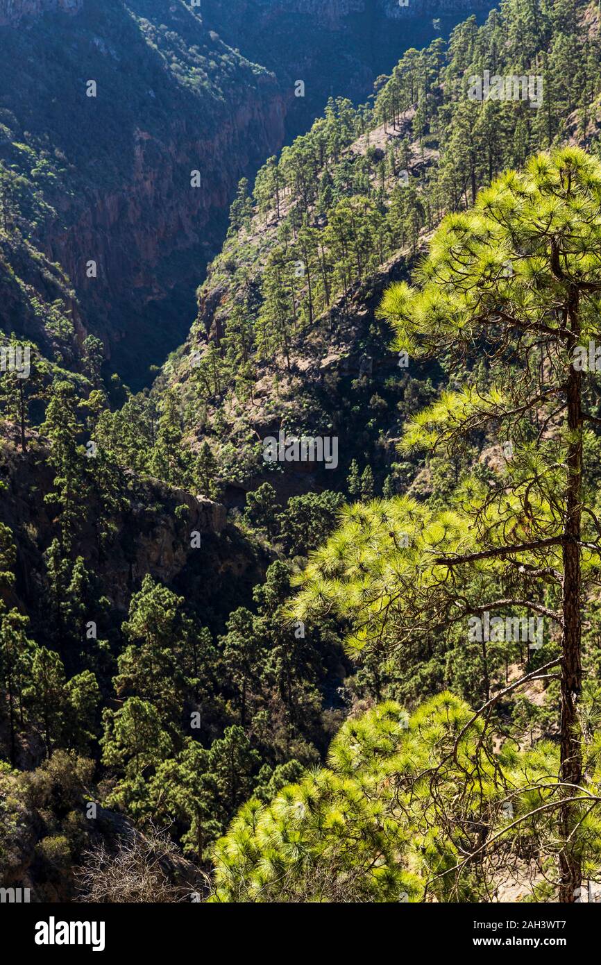 Pinus canariensis, Canarian pine trees in the corona forestal, forest ...