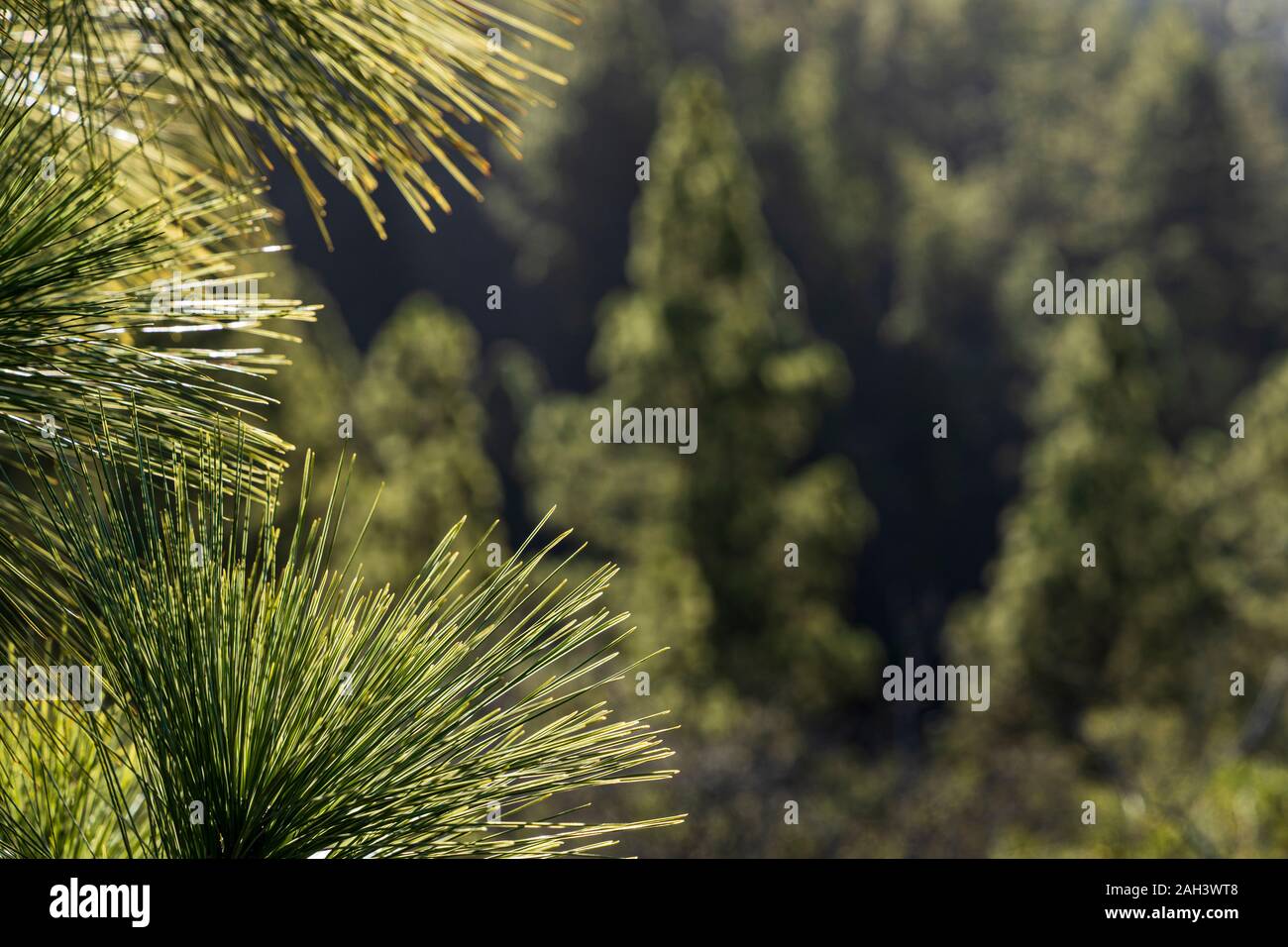 Pinus canariensis, Canarian pine trees in the corona forestal, forest ...