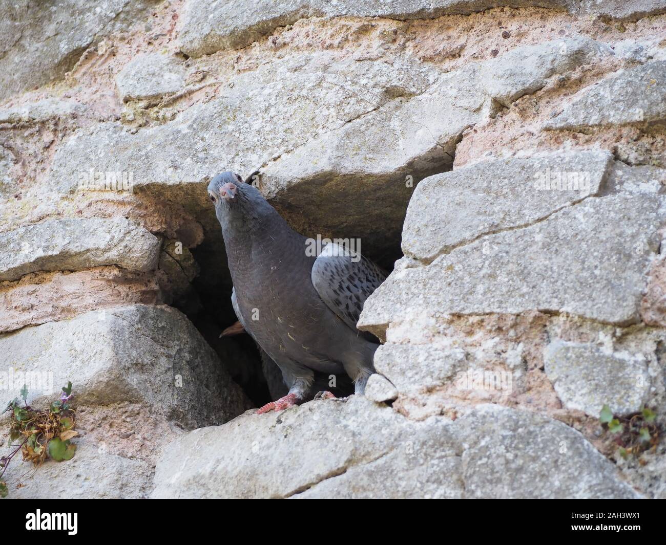 domestic pigeon animal in a hole in stone wall Stock Photo - Alamy