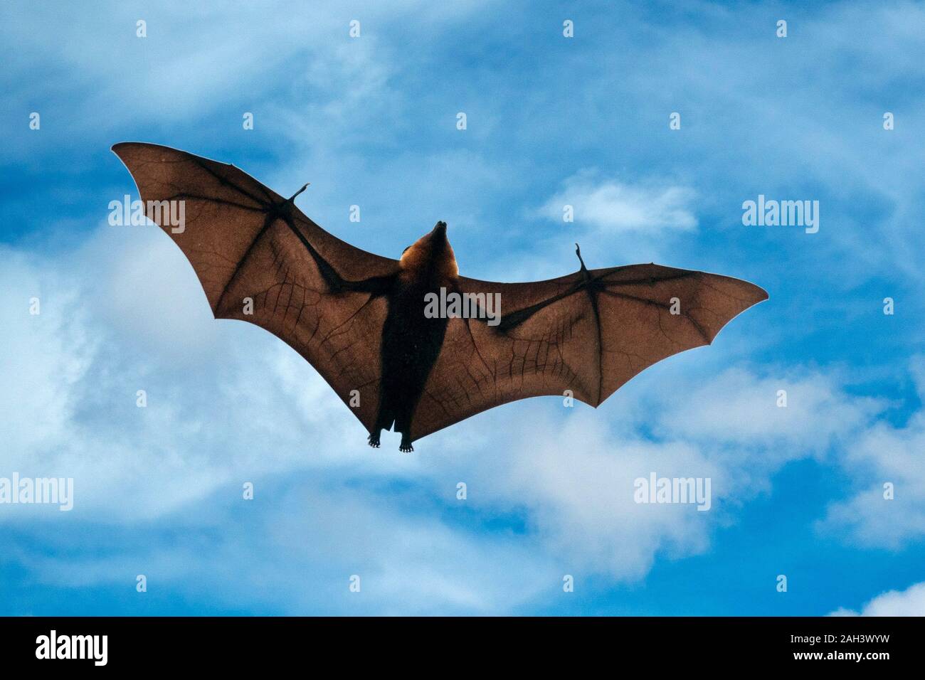 Rainforest bat eating hi-res stock photography and images - Alamy