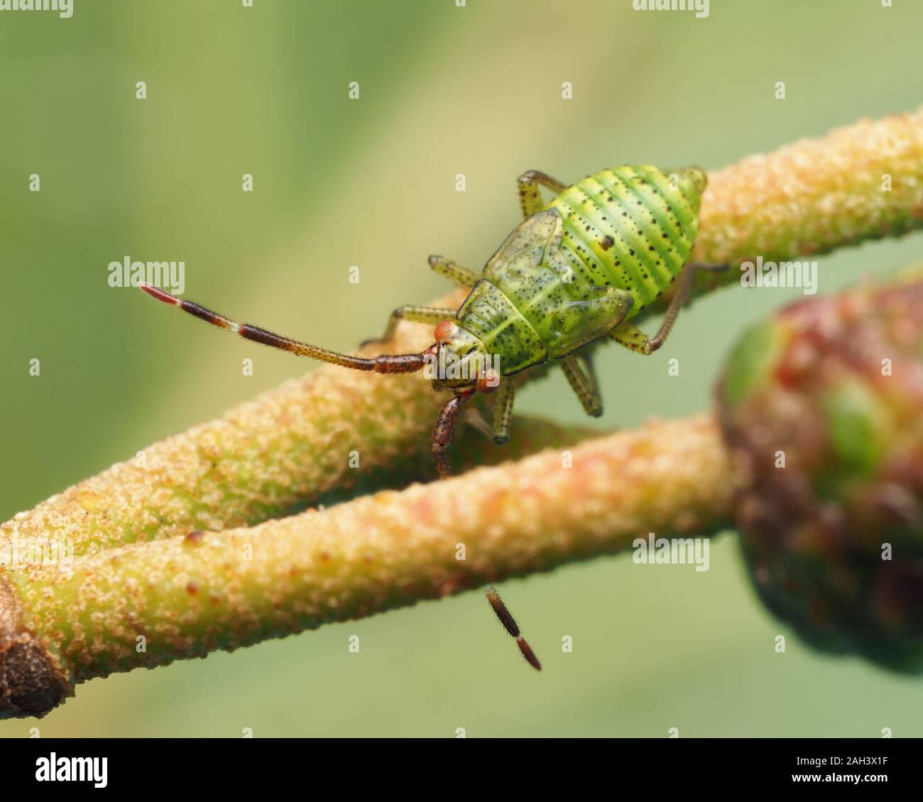 Nymph of Pantilius tunicatus mirid bug crawling on alder tree ...