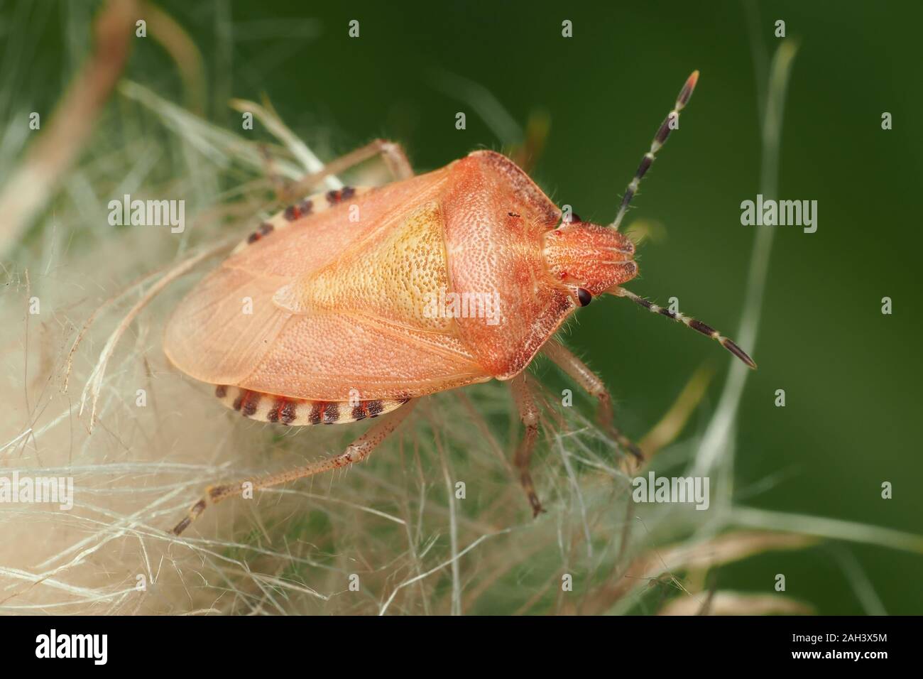 Teneral or newly emerged Hairy Shieldbug (Dolycoris baccarum) at rest ...