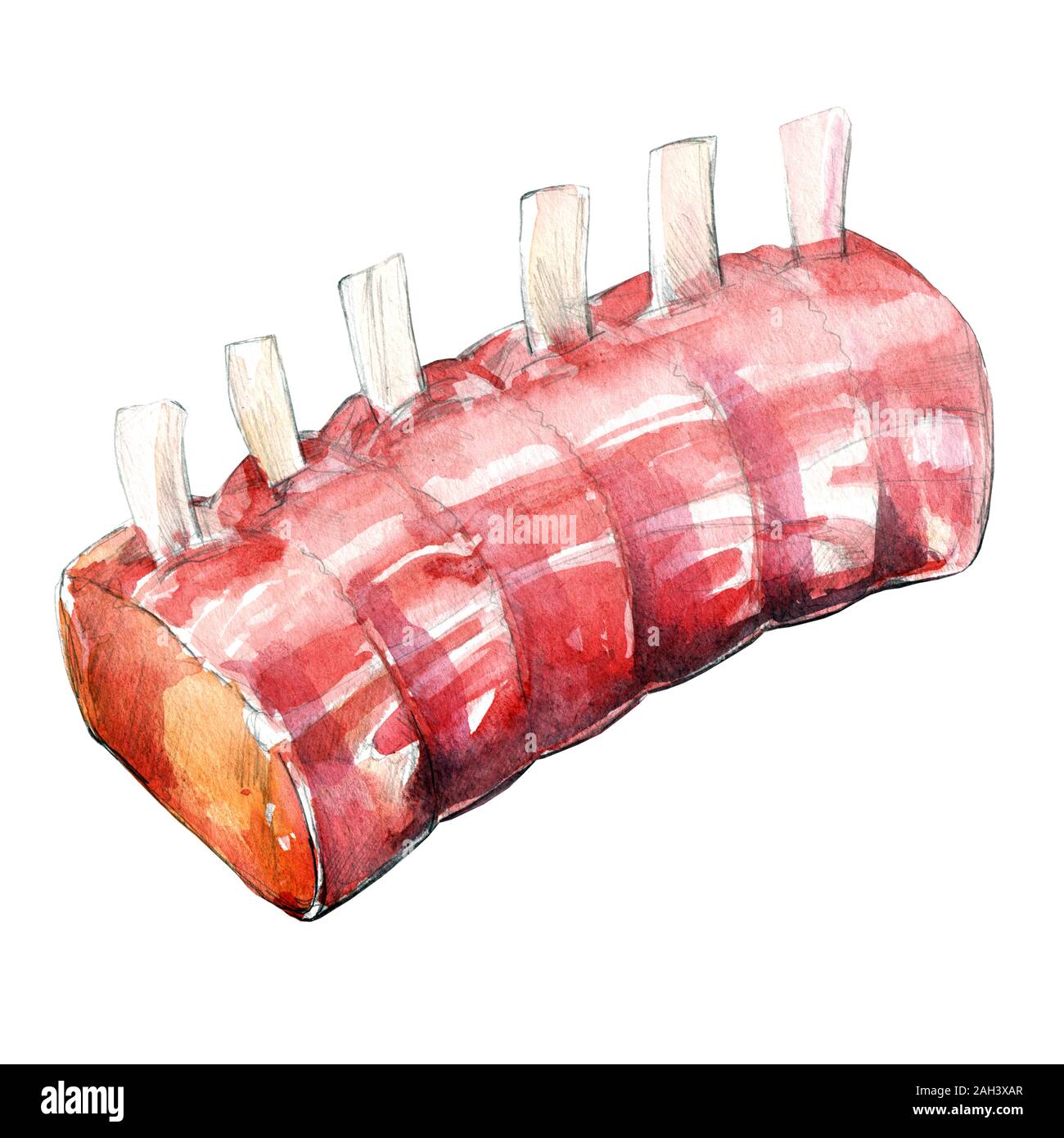 Raw rib meat watercolor illustration on white background isolated Stock ...