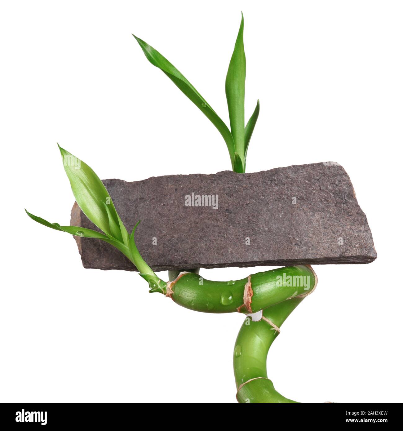 Green bamboo tree leaves Cut Out Stock Images & Pictures - Alamy