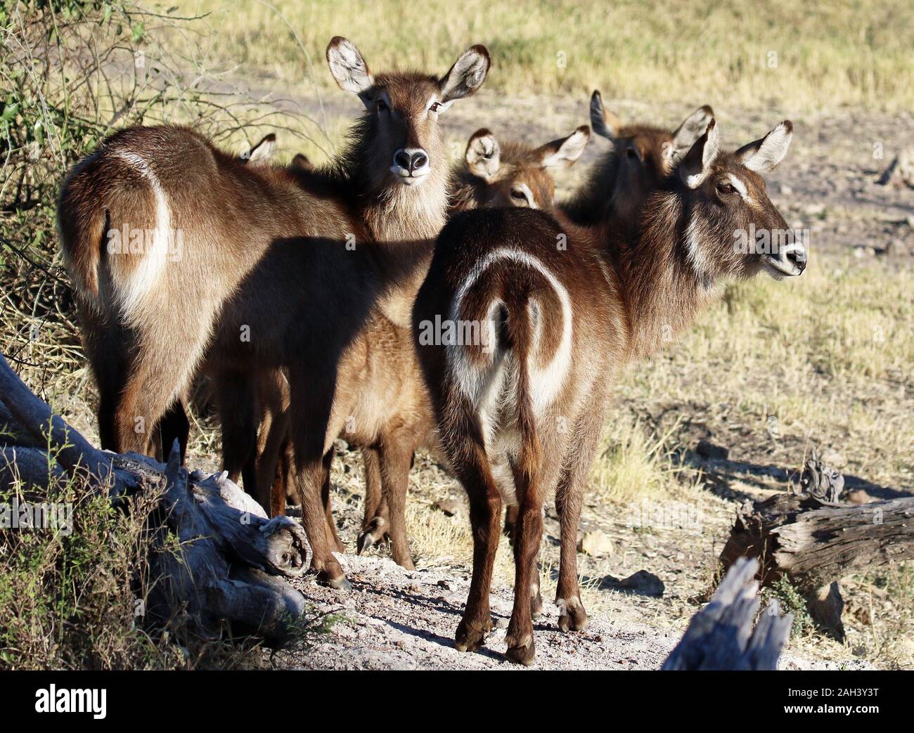 Common Waterbuck in Chobe Stock Photo - Alamy