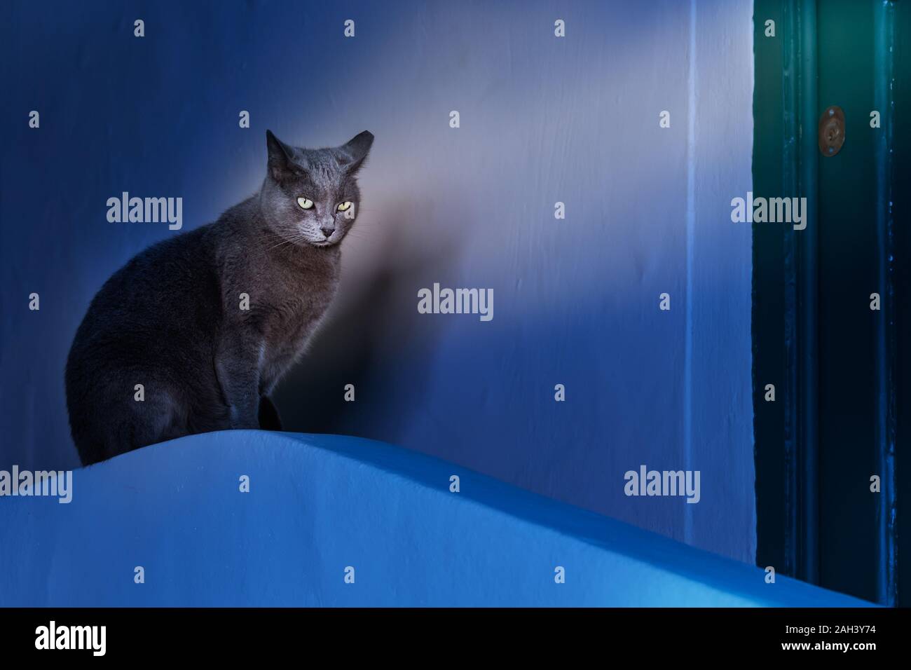 Angry cats hi-res stock photography and images - Alamy