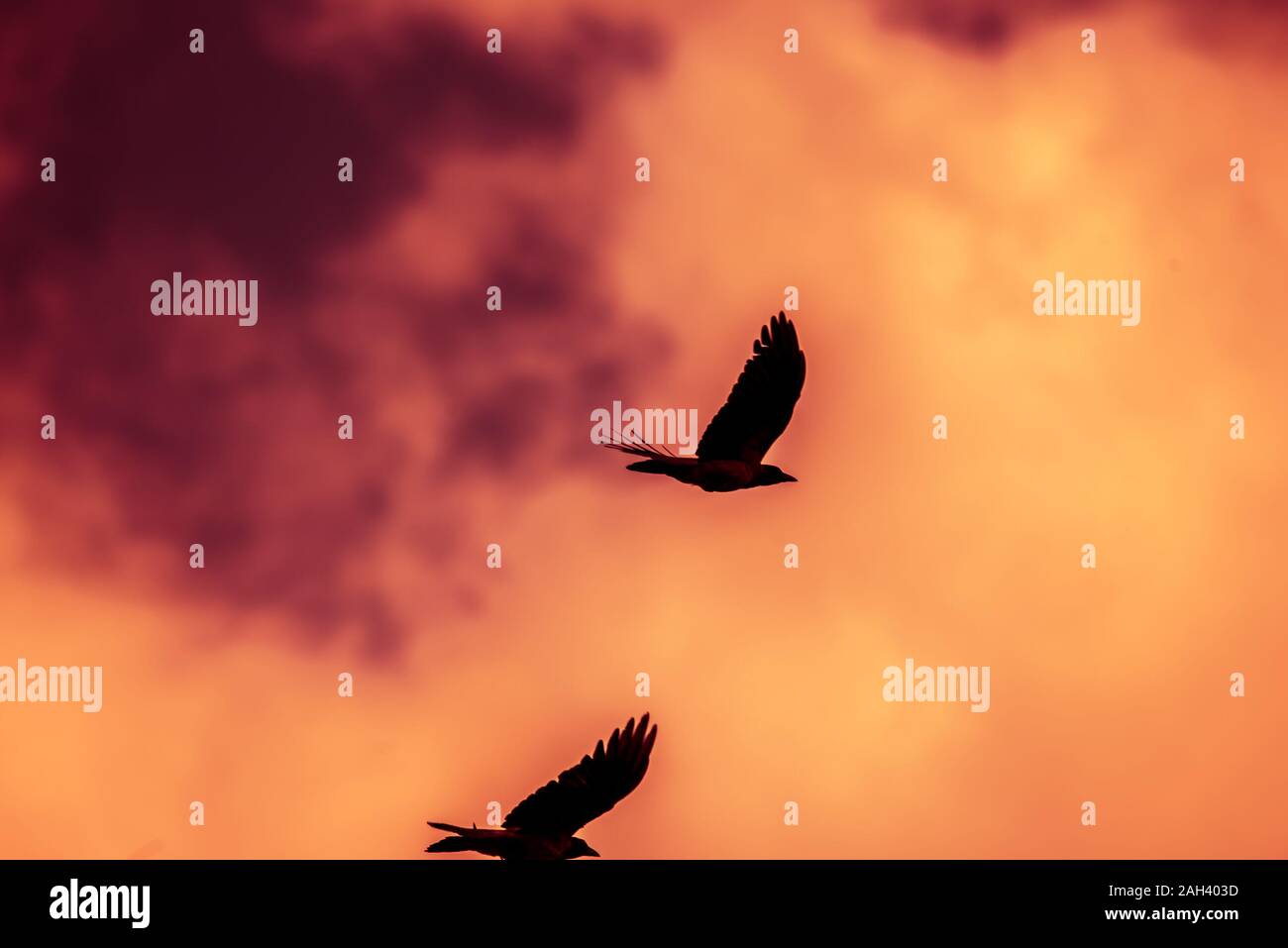 silhouette of three crow at sunset sun rise bird on wire birds Stock ...