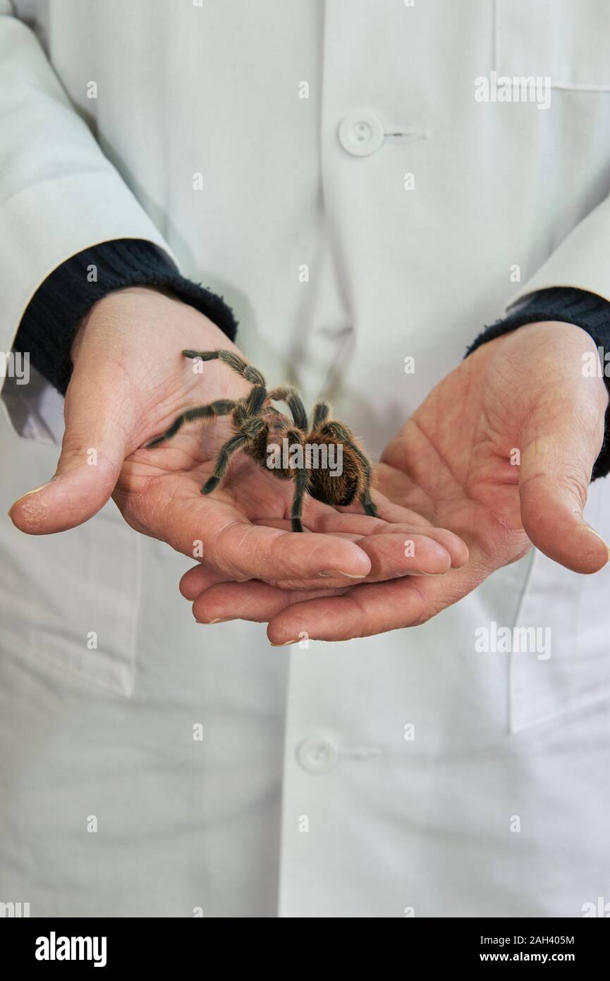 Tarantula theraphosidae hi-res stock photography and images - Alamy